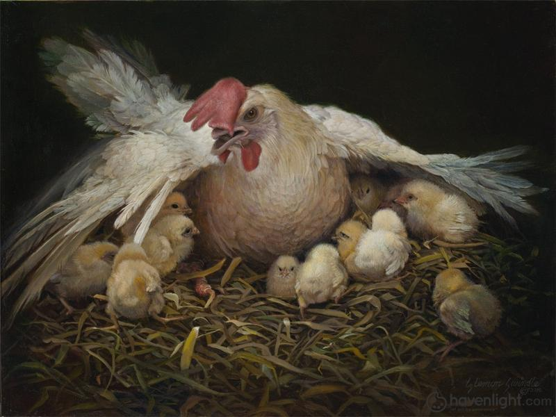 Behold, the Hen of God, #78 | The Red Letters of Jesus